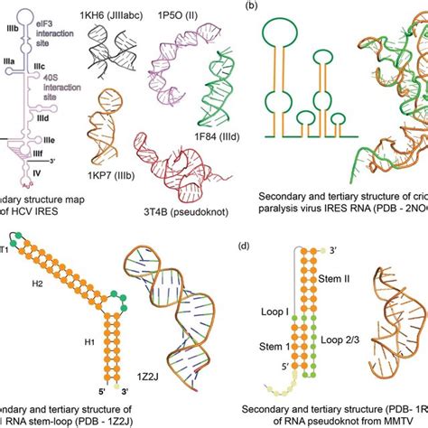 Rna Secondary Structures In The 497564 Nucleotide Region Of