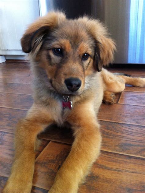 German Shepherd With Golden Retriever Mix Pupherd