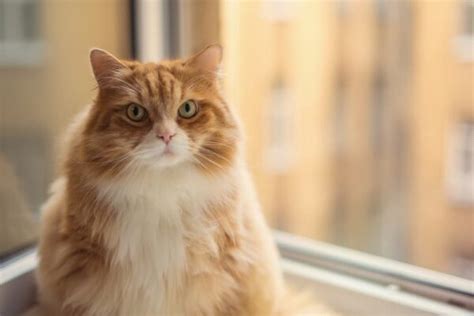 Signs Of Cancer In Cats Symptoms To Watch For Great Pet Care