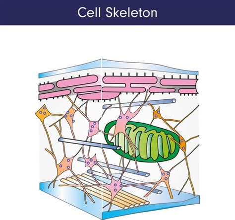 Cytoskeleton Structure