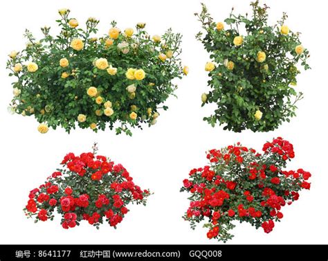 月季花的图片素材 月季花图片 伤感说说吧