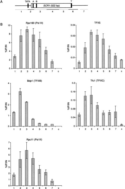 Genome Wide Location Analysis Reveals A Role Of Tfiis In Rna Polymerase