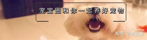 猫竟也会贫血！不容忽视，严重危及喵命 知乎