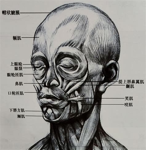 头的分布图片鼻咽头疼图片骨头分布图片大山谷图库