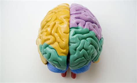 Top View Of Human Brain Model With Colorful Sections Representing Different Brain Regions Stock