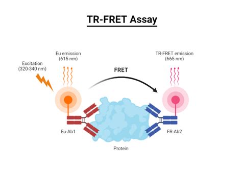 Tr Fret Assay Biorender Science Templates