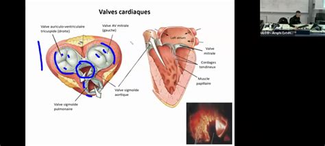 Podulco Licence Staps Physiologie Appliquée Ehermand