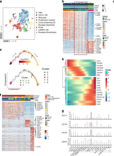 文献解读｜单细胞测序研究膀胱癌中癌症相关成纤维细胞 知乎