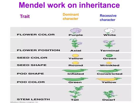 Heredity Class 10pptx