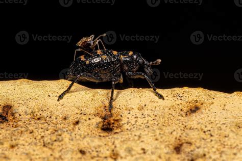 Adult True Weevil With An Adult Lace Bug On The Back 13071099 Stock