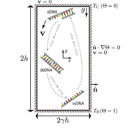 Schematic Of The Convection Of Single Stranded Dna Ssdna Annealed Download Scientific