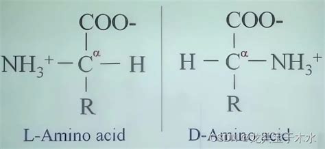 4生物化学与分子生物学——氨基酸 Pro可以和fdnb反应吗 Csdn博客