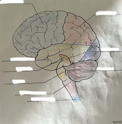 Brain Diagrams Diagram Quizlet