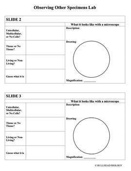 Observing Other Specimens Microscope Lab By BULLHEAD BIOLOGY TPT