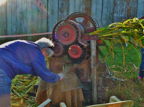 Sweet Sorghum For Syrup Central Virginia Ag Spotlight