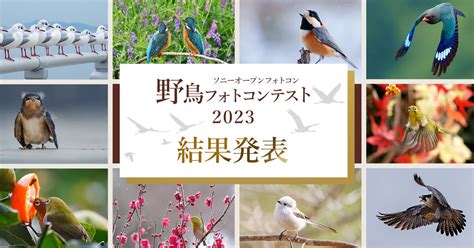 野鳥フォトコンテスト 2023 結果発表 ソニー