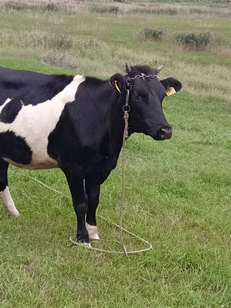 Продам корову