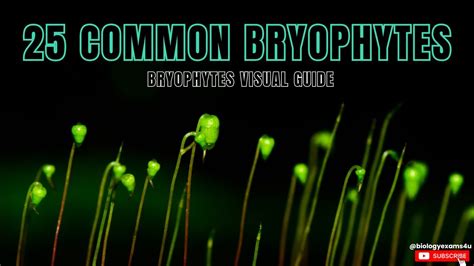Know The 25 Common Bryophytes Examples Of Bryophytes With