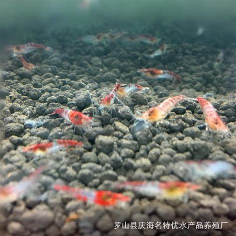 樱花虾琉璃虾混捞 红琉璃虾红樱花虾观赏虾宠物虾淡水小米虾批发 阿里巴巴