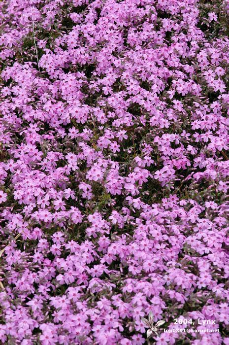 원예식물 꽃잔디