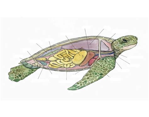 Hawksbill Sea Turtle Diagram