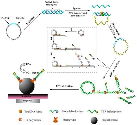 Recent Advances In Electrochemiluminescence Sensors For Pathogenic