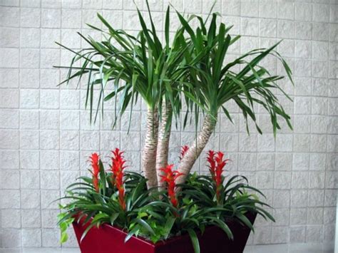 Indoor Palm Images Which Are The Typical Types Of Palm Trees Interior Design Ideas Avsoorg