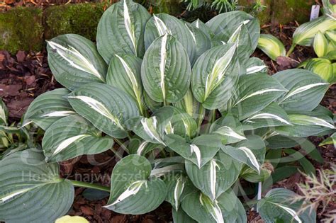 Sklep Hosta Bea - Funkia - Hosta 'Snake Eyes'