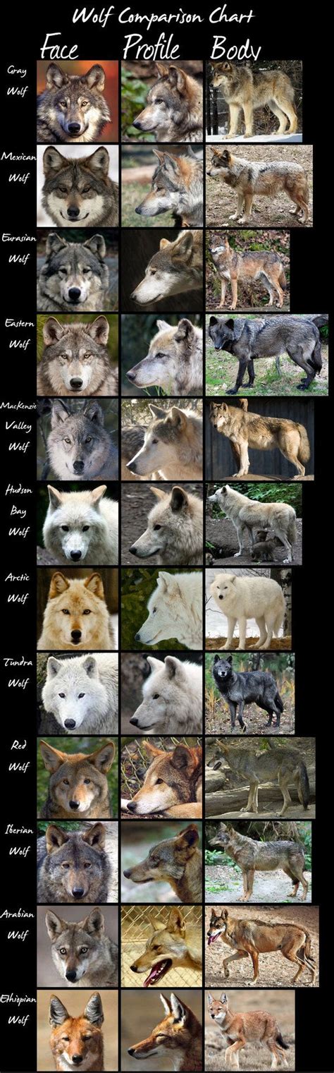 Different Types Of Wolves