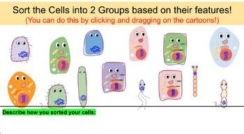 Intro To Cell Types Sort Activity By Emma Singer TPT
