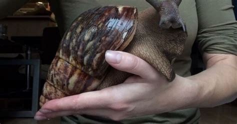 손바닥보다 커sns 발칵 뒤집은 거대 달팽이