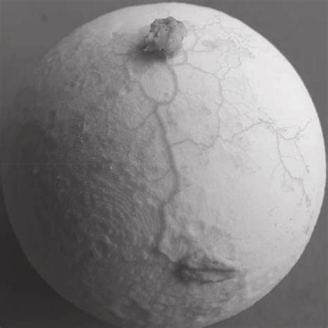 Photographs Of Experiments Hrs After Inoculation Download Scientific Diagram