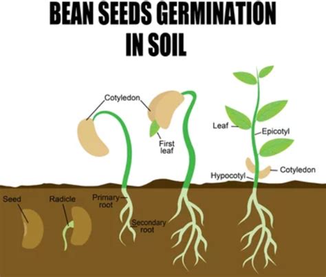 The Average Germination Time For Common Bean Varieties