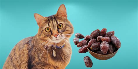 Can Cats Eat Fruit Everything You Need To Know