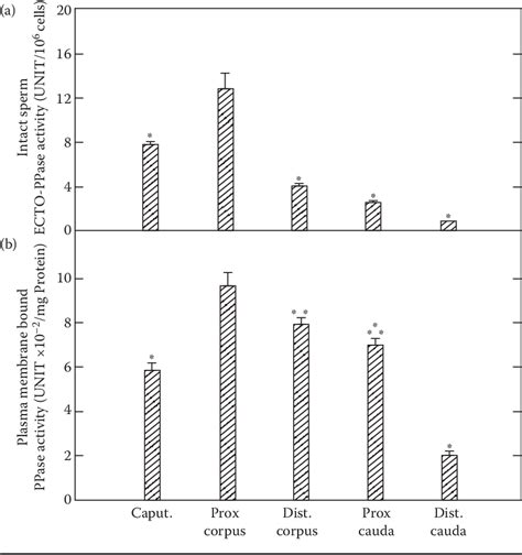 13 A The Profile Of Phosphoprotein Phosphatase Ecto Ppase Activity Download Scientific