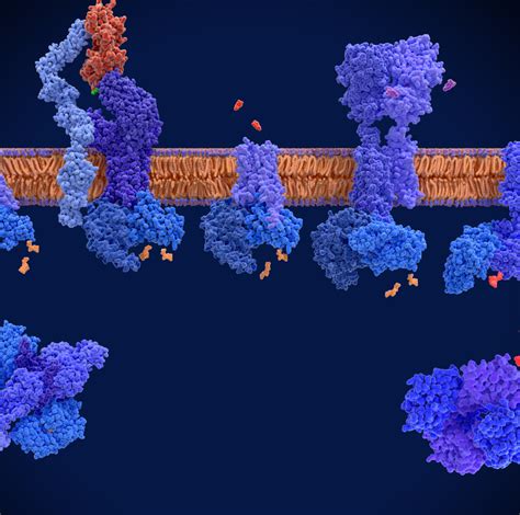 Bodybio Sodium Butyrate 100 Non Gmo Capsules Wondrous Roots