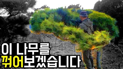 소나무 개작 2편 ㄱ자 곡을 S자 곡으로 자연스럽게 만드는 방법 전원주택 소나무 관리 전지 Youtube