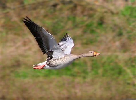 Wildgans Im Flug Foto And Bild Tiere Wildlife Wild Lebende Vögel