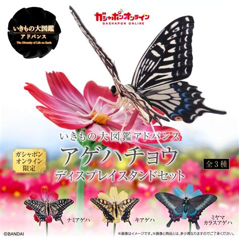 Beau特佛toys 9月預購 代理 萬代 盒玩 生物大圖鑑 鳳蝶 附展示支架 中盒3入 0717 蝦皮購物