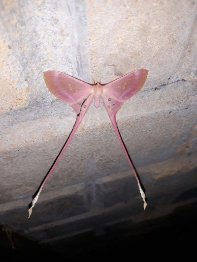 Eudaemonia Argus Tumbex