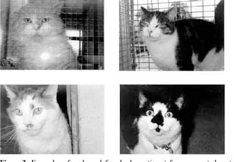 Figure 3 From Identification Of Gender In Domestic Cat Faces With And Without Training