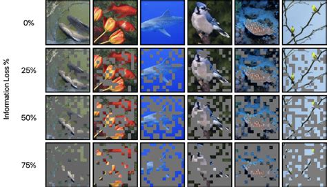 Illustration Of Random Patch Drop On ImageNet Images With Different Download Scientific Diagram