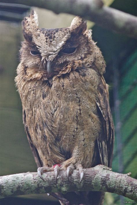 Сова Пикабу