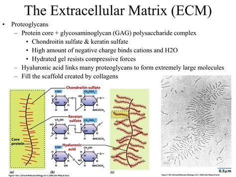 Ppt The Extracellular Space Powerpoint Presentation Free Download