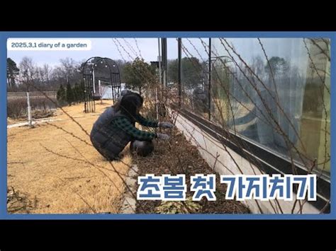 장미 수국 봄맞이 가지치기 이쁜정원 정원관리 YouTube