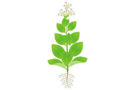 Tobacco Plant With Roots And Flowers On A White Background
