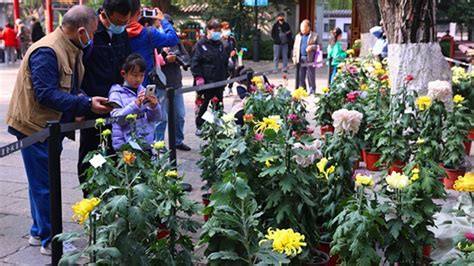 600多品种10万余盆菊花亮相济南市趵突泉金秋菊展 旅行 中工网