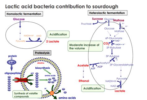 Choose The Outcomes Of Microbial Metabolism