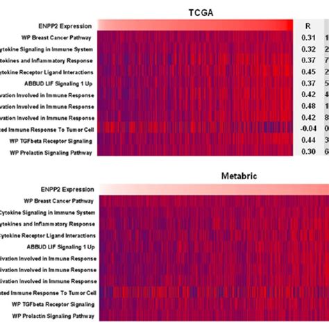 GO And KEGG Pathway Enrichment Analysis For ENPP2 Correlated Genes From
