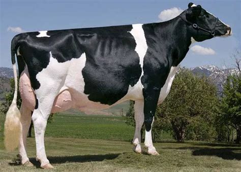 Raza De Vacas Holstein Descripción Y Características Pros Y Contras Y